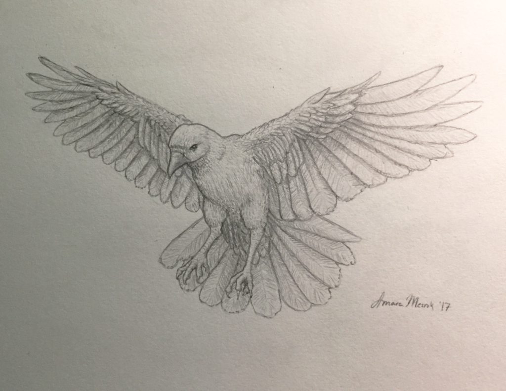 Bird Sketch - Amara Mesnik